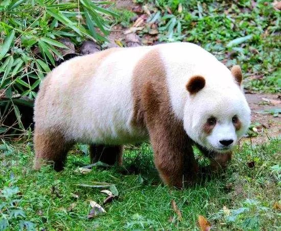 Xi'an Panda Tour: See Pandas & Experience Ancient Traditions